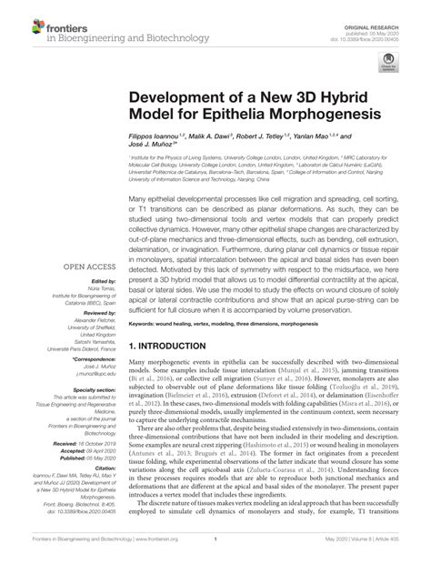 pdf development of a new 3d hybrid model for epithelia morphogenesis