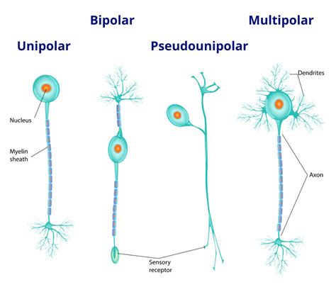 The Neuron External Structure And Classification Interactive
