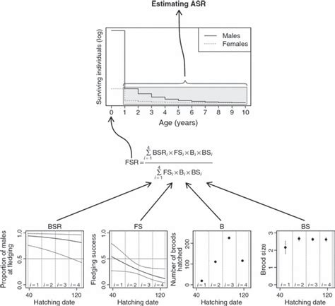 schematic view of the demographic model used to estimate adult sex download scientific diagram