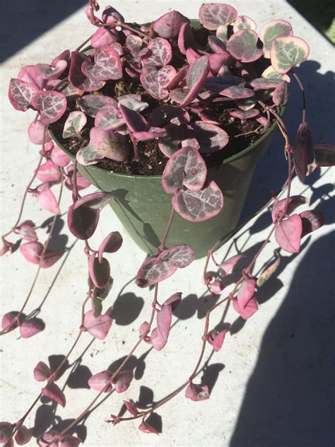 Wonderful Ceropegia Woodii Pink Tiered Wall Planter