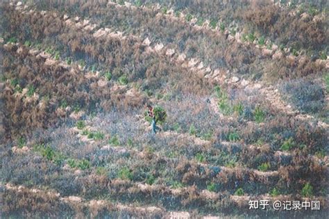 梦在青山绿水间陕西省延长县国家储备林基地建设侧记 知乎