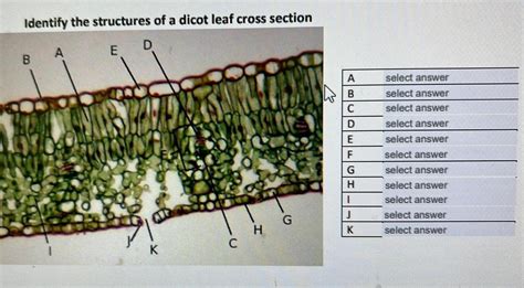 Cross Section Of Dicot Leaf