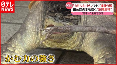 危険外来生物カミツキガメ日本一生息する沼で捕獲作戦を開始 YouTube