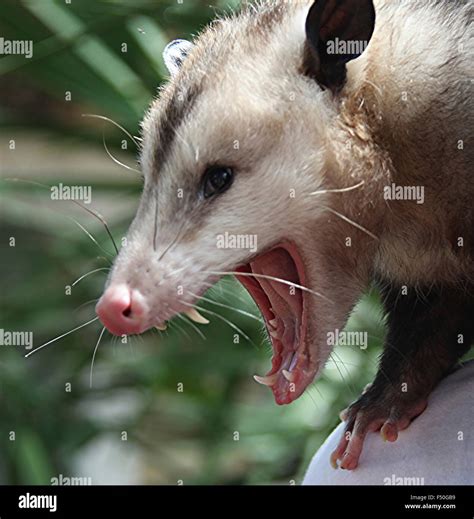 Possum Teeth