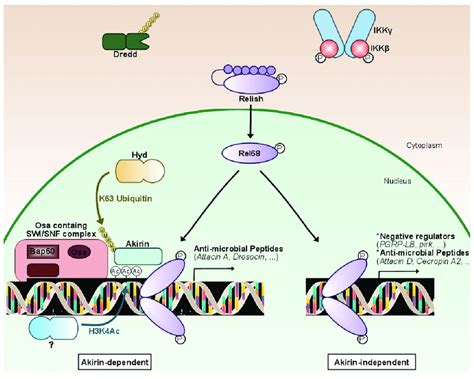 Fine tuning characterizes NF κB IMD pathway expression Following the