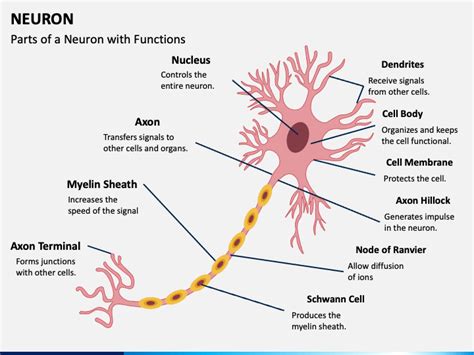 Neuron PowerPoint And Google Slides Template PPT Slides