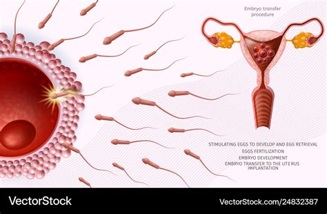 Full Sperm Eggs And Pictures Telegraph