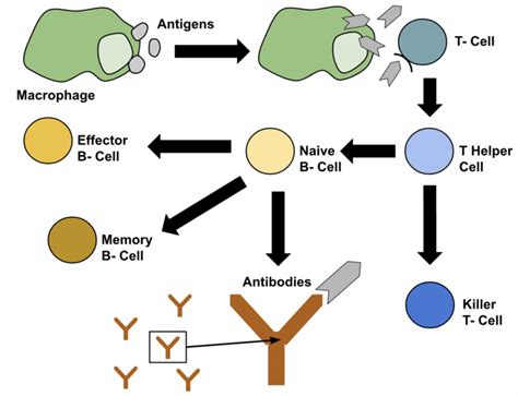 T Cells Physiopedia
