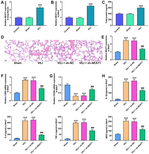 Long Non Coding RNA NEAT1 Participates In Ventilator Induced Lung