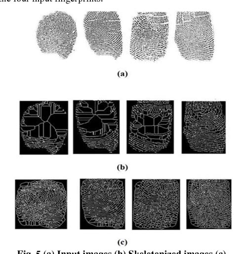 figure 5 from gender classification system derived from fingerprint minutiae extraction