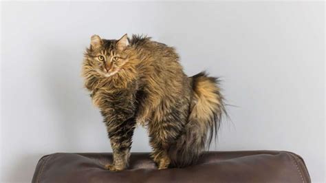 8 Reasons Why Your Cat Arches Their Back
