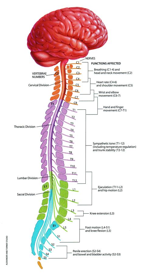 Cavity Of Spinal Cord Mapasgmaes