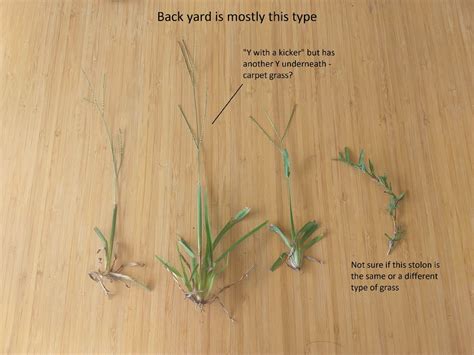 Lived In Apartment All My Life Help Me Identify My Grass Types Lawn Care Forum