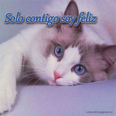 Imágenes De Amor Con Gatitos Lindos