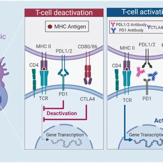 Schematic Representation Of CTLA 4 And PD 1 PD L1 Pathway Through