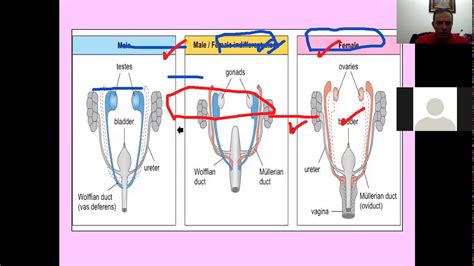 Development Of The Genital Duct System And External Genitalia Youtube