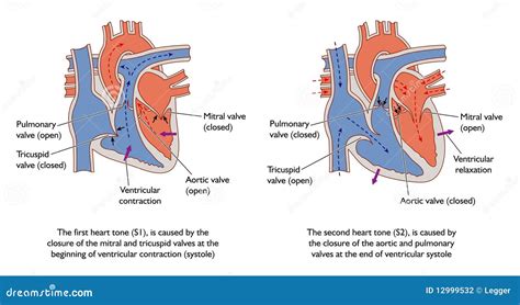 Heart Sounds Stock Vector Illustration Of Aortic Science 12999532