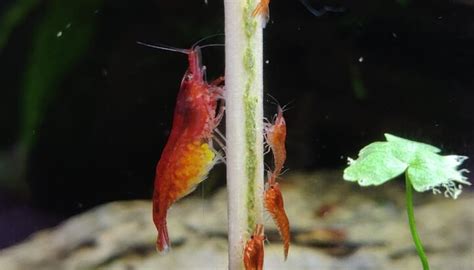 Identifying Male And Female Cherry Shrimp Shrimp Science