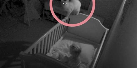 Rescue Cat Sneaks Into His Sisters Crib At Night Videos The Dodo