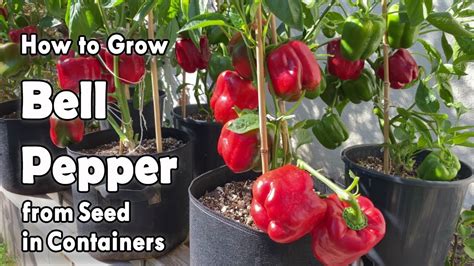 Peppers Arent Growing At Jessica Lasater Blog