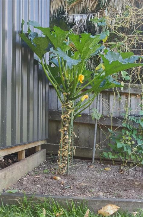 I Saved Space This Year By Growing My Zucchini Vertically It Worked Really Well Vegetablegar
