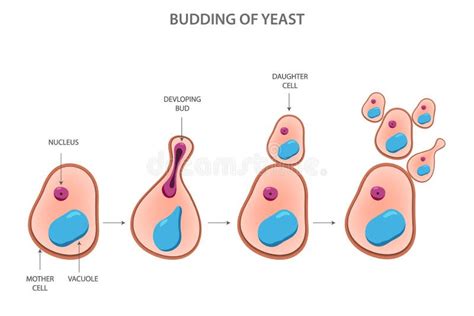 Budding Of Yeast Asexual Reproduction Of Yeast Cell Stock Vector Illustration Of Microbiology
