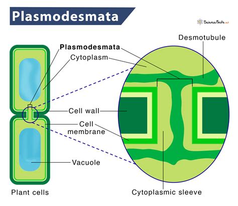 Plasmodesmata Function In Plant Cells