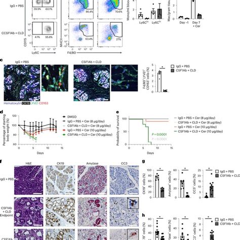 Tissue Resident Macrophages Maintain Tissue Integrity During
