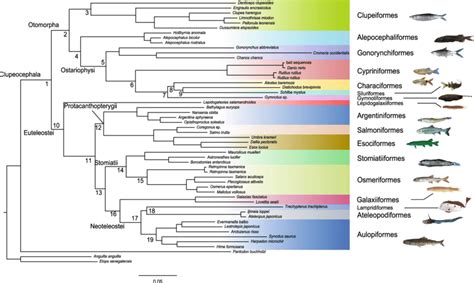 Phylogenetic Reconstruction Based On Concatenated DNA Sequence