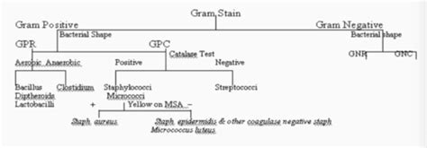 BY 271 Exam 1 Classification Of Microorganisms PPT 3 Flashcards