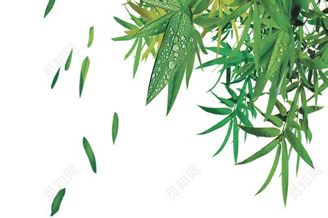 竹子竹叶端午节图片素材免费下载 觅知网