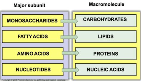Biology Unit 3 Macromolecules Flashcards Quizlet