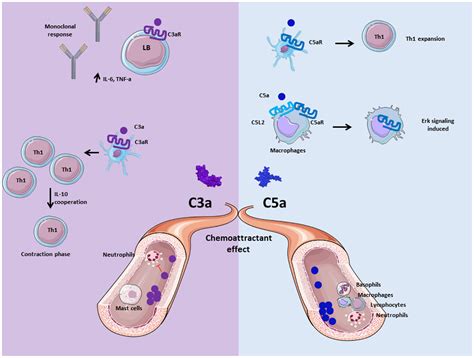 Frontiers Complement System Part II Role In Immunity