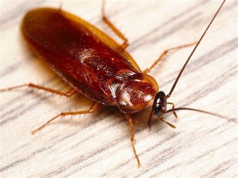 Light Brown Roach With Wings Shelly Lighting