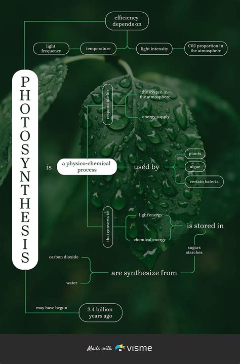 Plantillas De Mapas Mentales Visme