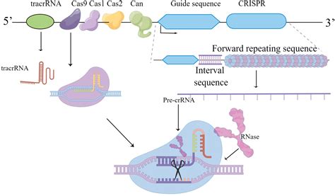 Frontiers Application Of CRISPR Cas9 Gene Editing Technology In Basic