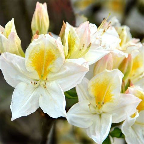 Rhododendron Persil Azalea Group Clarenbridge Garden Centre