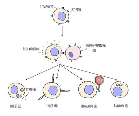 Humoral Immunity Process