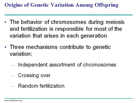 origins of genetic variation among offspring