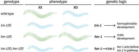 sex determination and genetic logic download scientific diagram