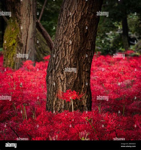 this is the last shot of a four part series of the red spider lilies on display at the