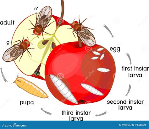 Life Cycle Of Fruit Fly Drosophila Melanogaster Sequence Of Stages Of Development Of Fruit Fly
