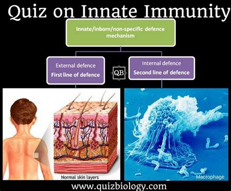 Differences Between Innate And Adaptive Immunity Innate Immunity Vs