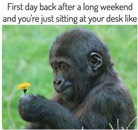 17 Funny Monday Memes To Start Your Week Happy Monday Memes In 2020 Funny Monday Memes