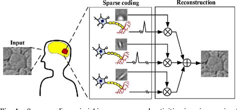 figure 1 from a sparse coding neural network asic with on chip learning for feature extraction