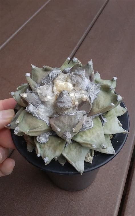 花牡丹モンスト 三つ疣花牡丹 冬の表情 うに博士の ゆらり サボテン研究室