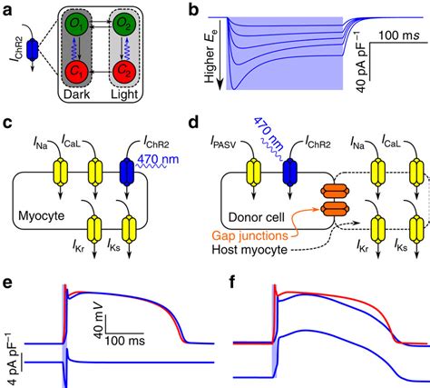 modelling chr2 properties and delivery modes at the cell level a download scientific diagram