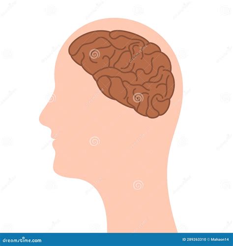 Human Head With Brain Stock Vector Illustration Of Psychology 289263310