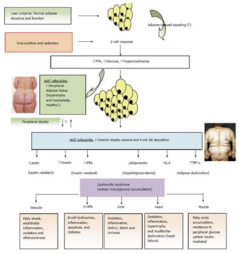 Nutrition Insulin Resistance And Dysfunctional Adipose Tissue Determine The Different