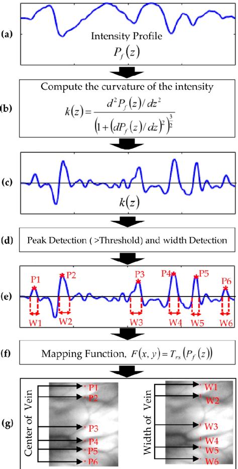 figure 1 from vein pattern verification and identification based on local geometric invariants